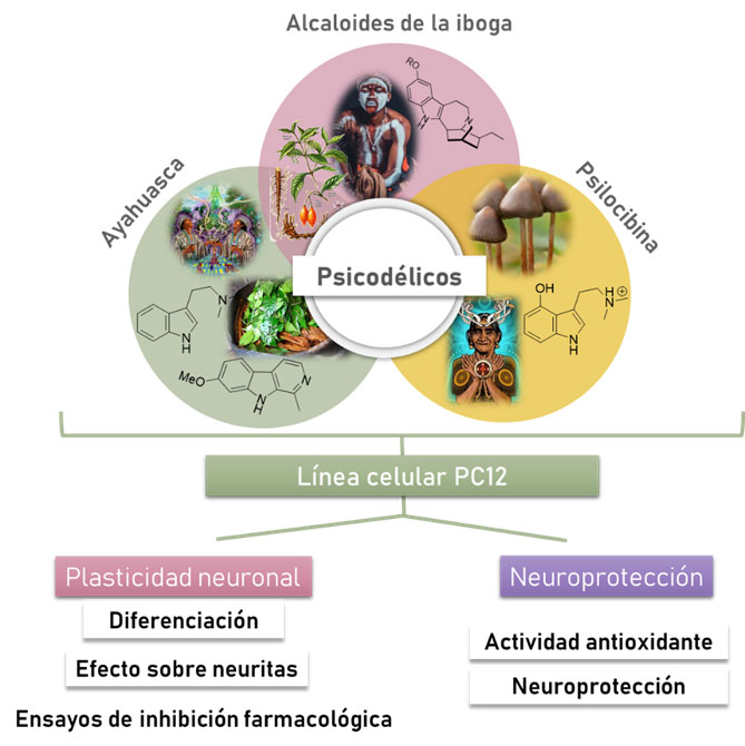 INVESTIGACIÓN – PSICODÉLICOS, NEUROPROTECCIÓN Y NEUROPLASTICIDAD – ARCHÉ